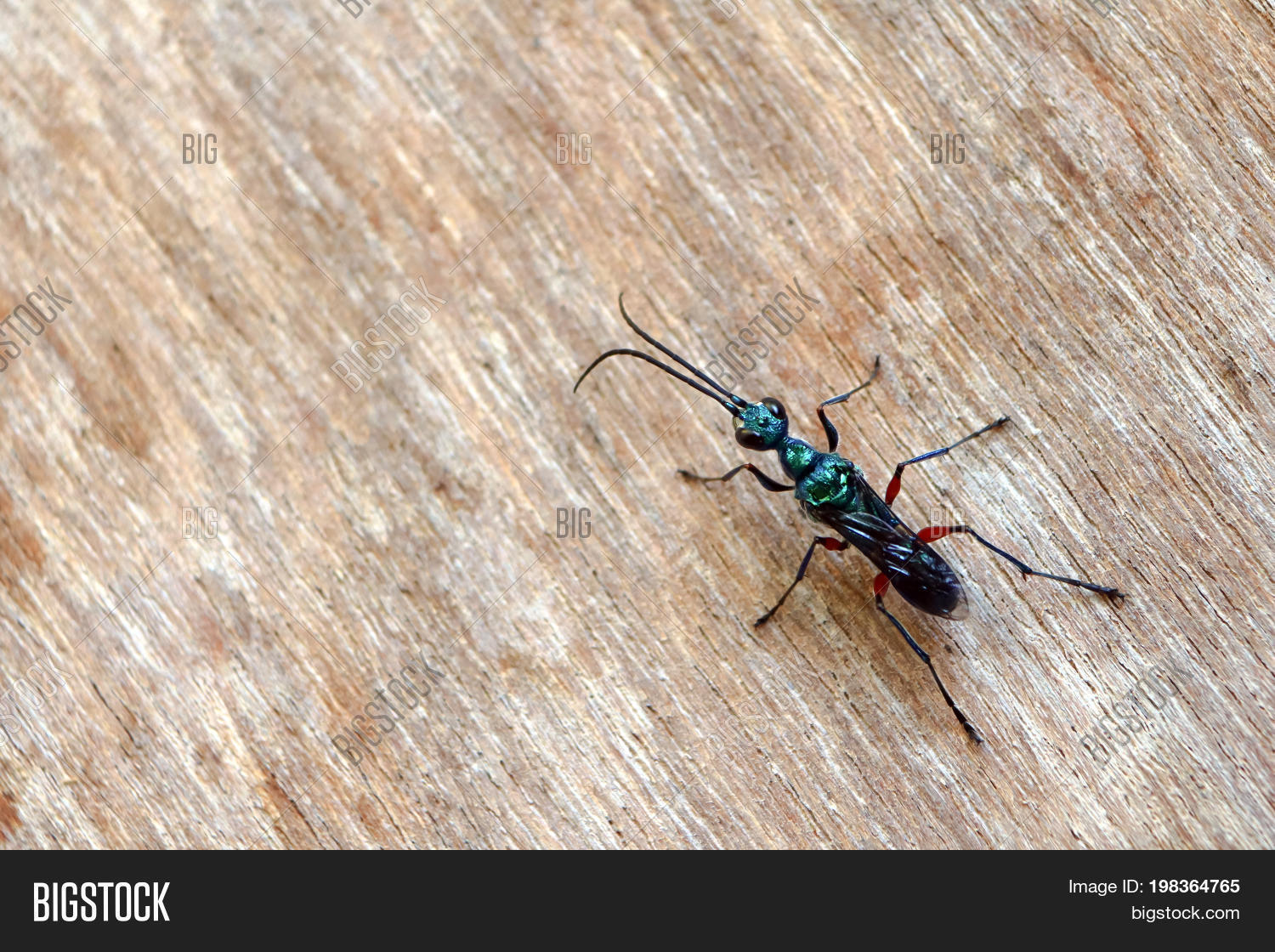 Emerald Wasps On Image & Photo (Free Trial) | Bigstock