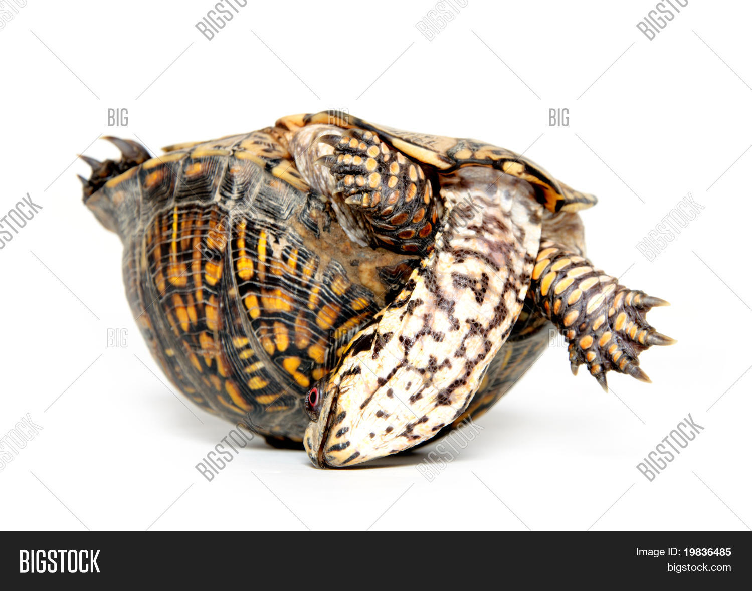 Box Turtle Upside Down Image & Photo (Free Trial) | Bigstock