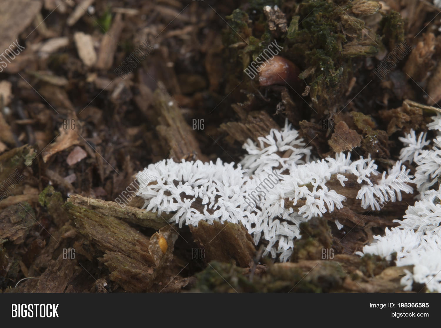 Ceratiomyxa Image & Photo (Free Trial) | Bigstock