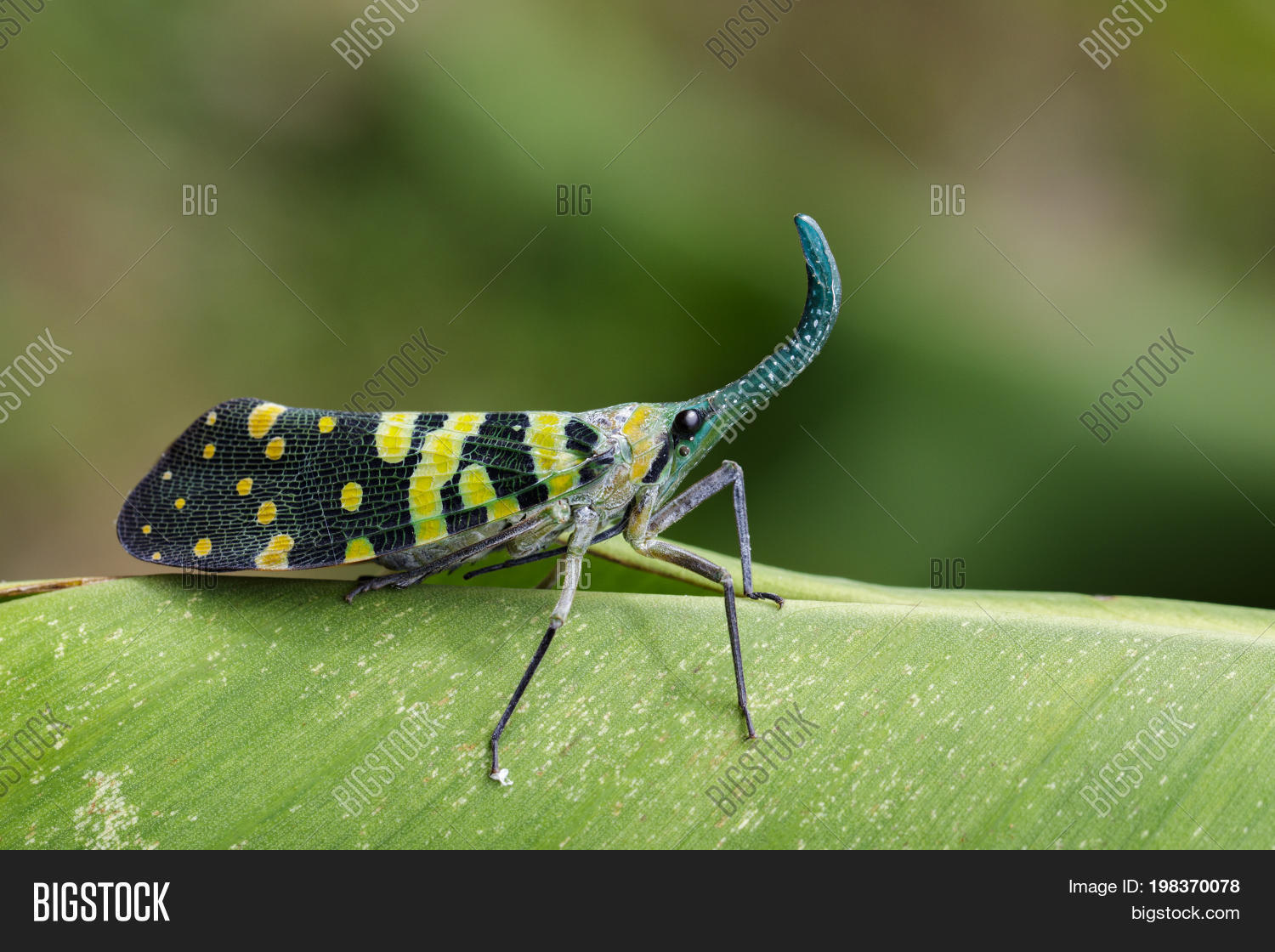 Image Pyrops Image & Photo (Free Trial) | Bigstock