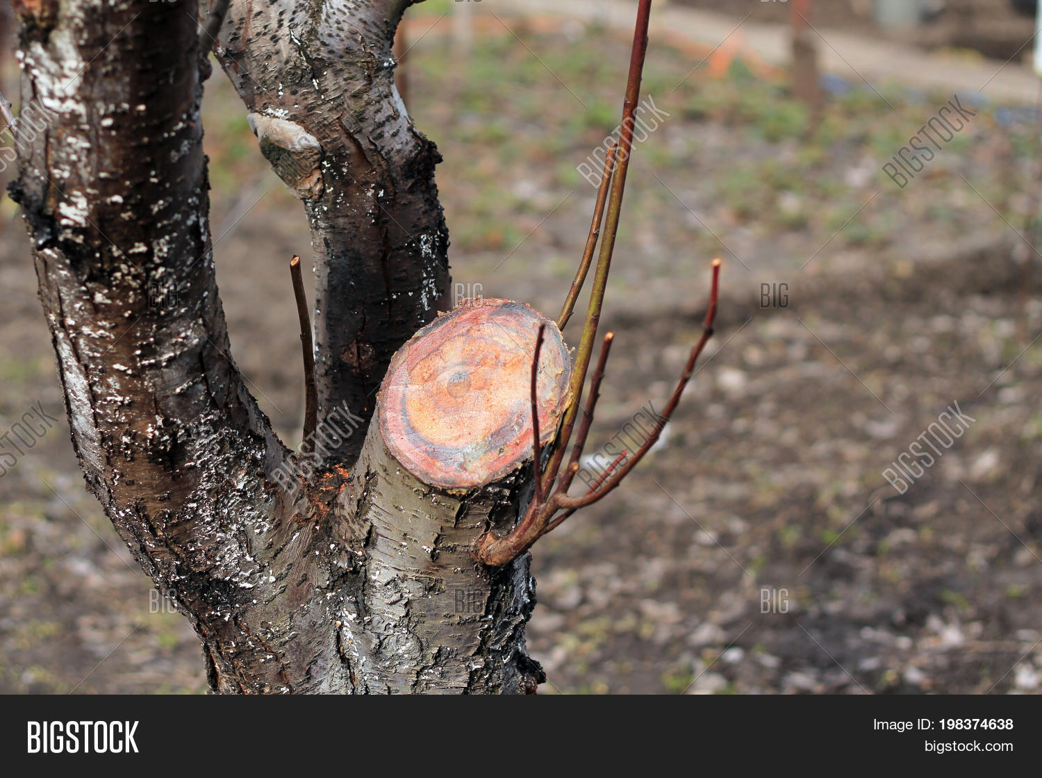 Rejuvenating Pruning Image & Photo (Free Trial) | Bigstock