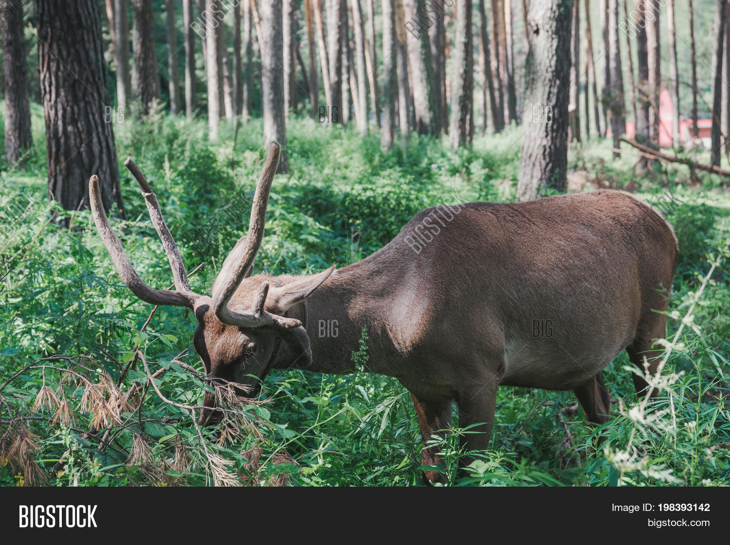 Mountain Deer Forest Image & Photo (Free Trial) | Bigstock