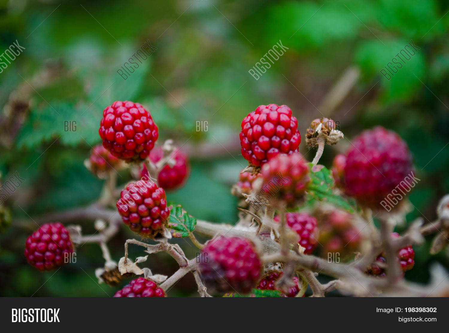 Moras Rojas Silvestres Image & Photo (Free Trial) | Bigstock