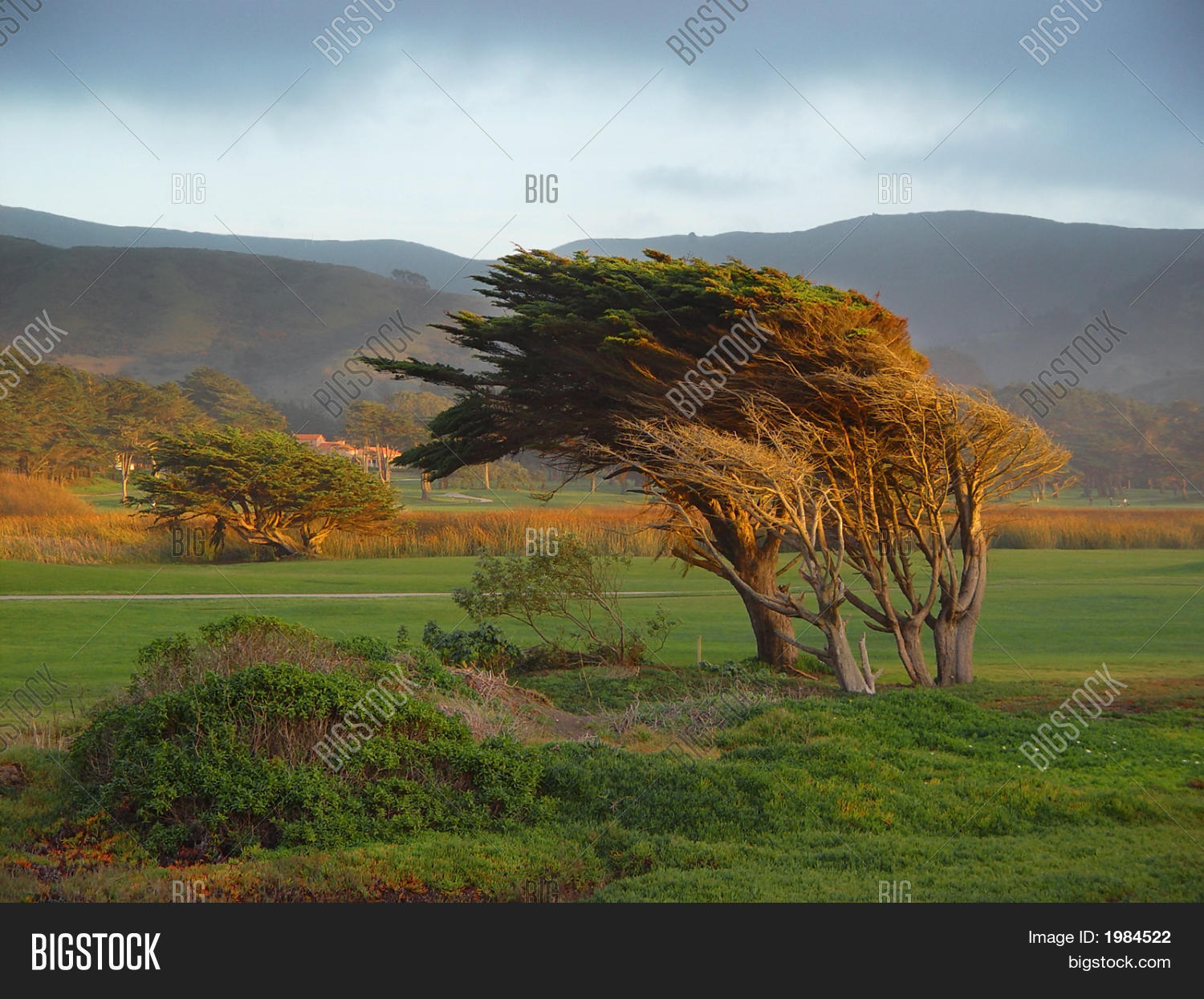 Windswept Trees Image & Photo (Free Trial) | Bigstock