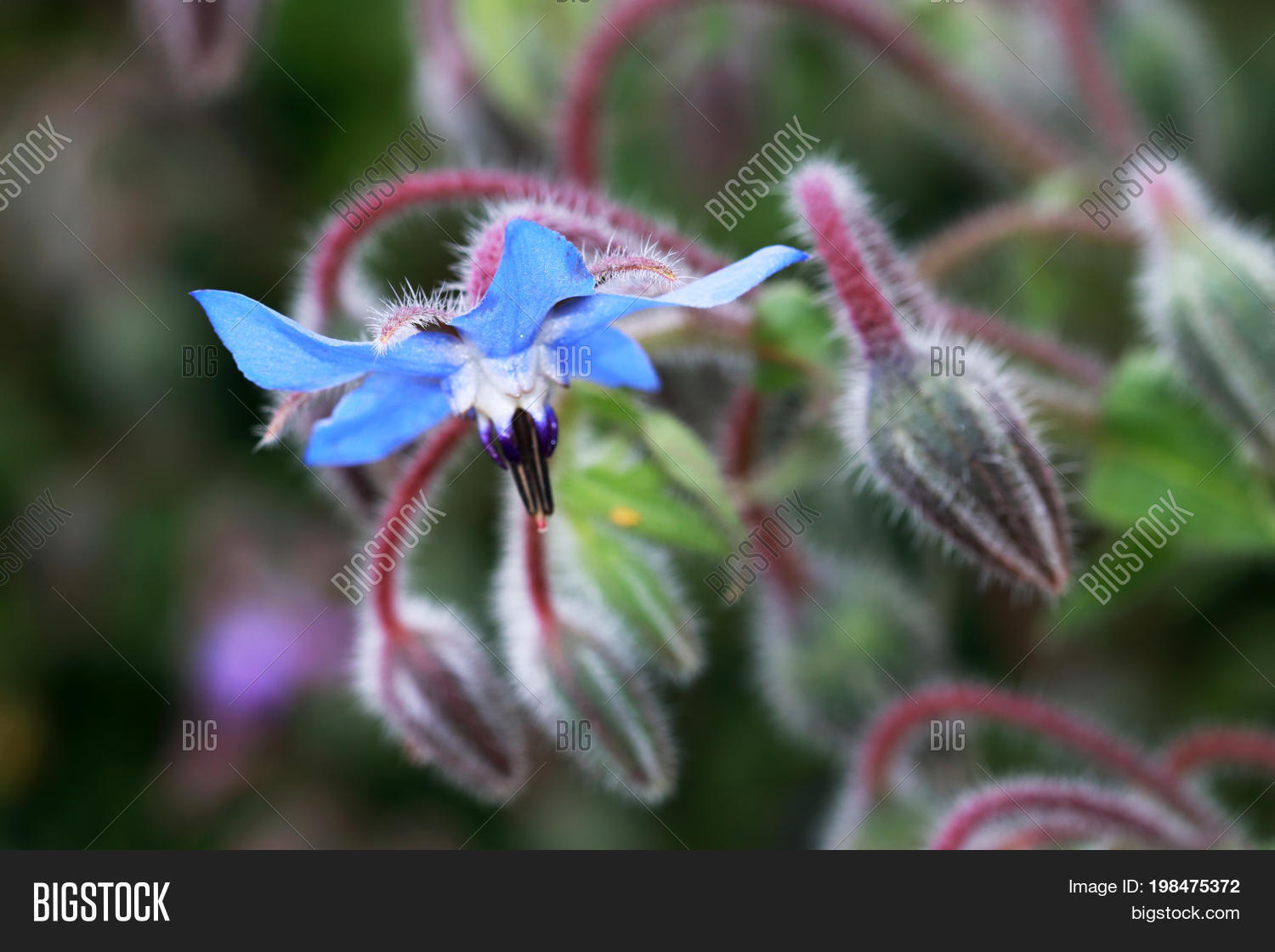 Edible Flower Borago Image & Photo (Free Trial) | Bigstock