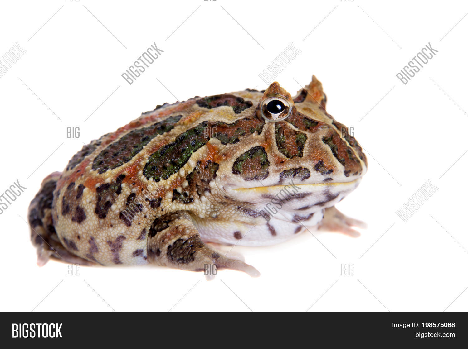 Cranwell's Horned Frog Image & Photo (Free Trial) | Bigstock