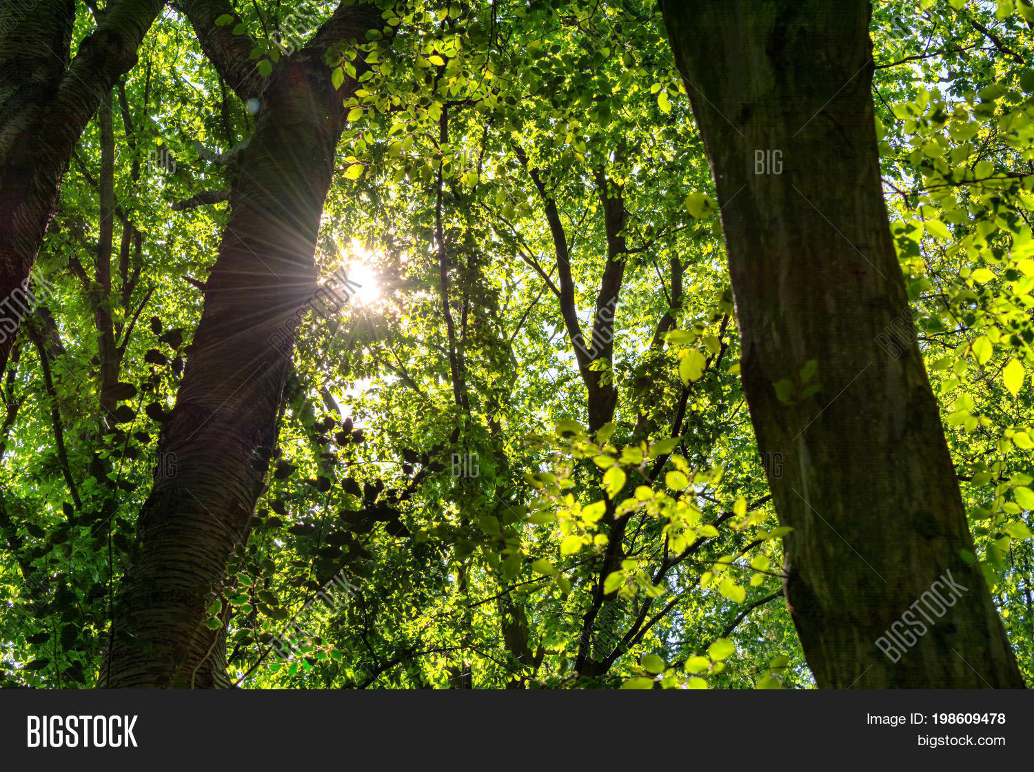 Natural Forest Area Image & Photo (Free Trial) | Bigstock