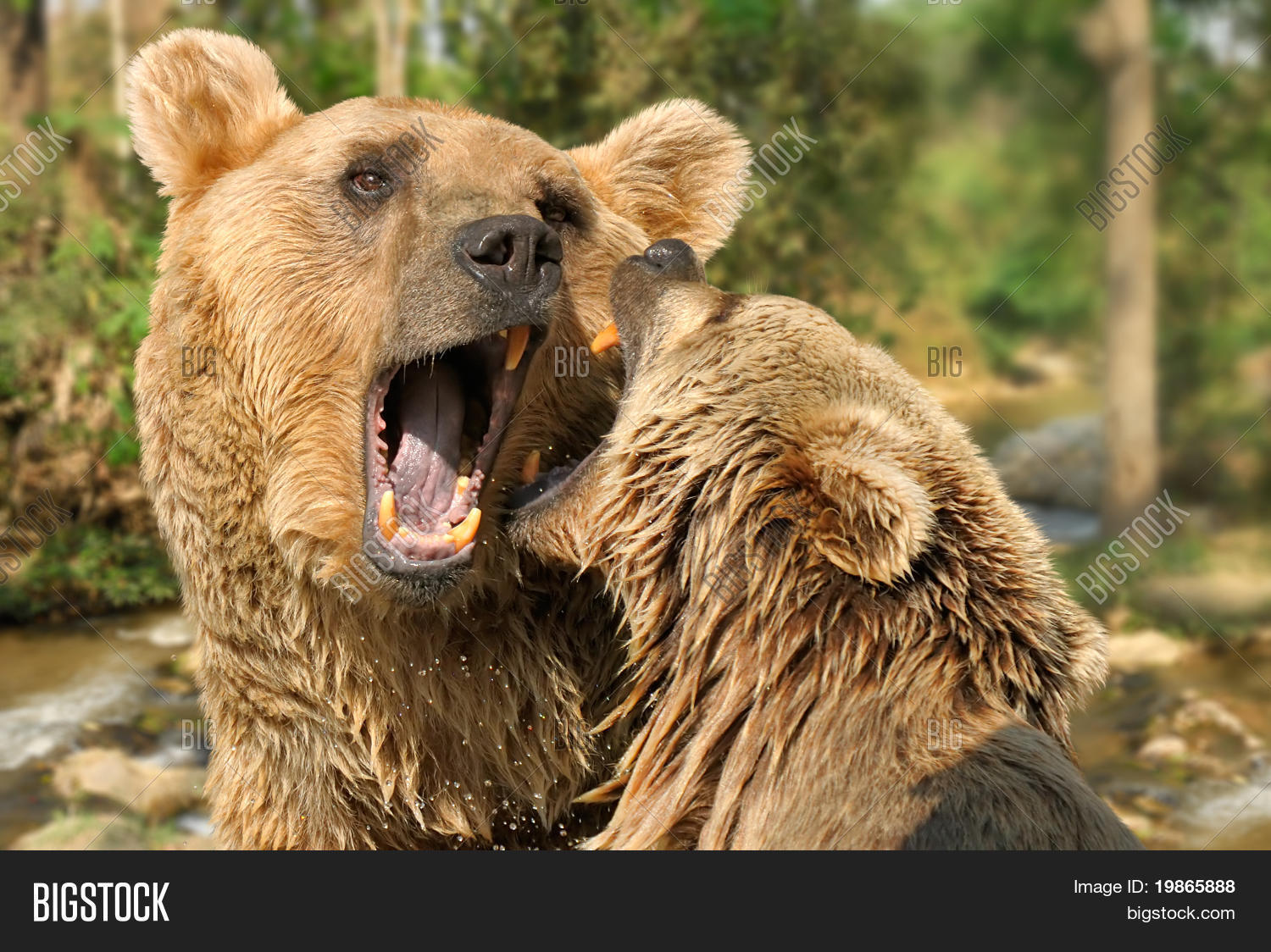 Two Bears Fighting Image & Photo (Free Trial) | Bigstock
