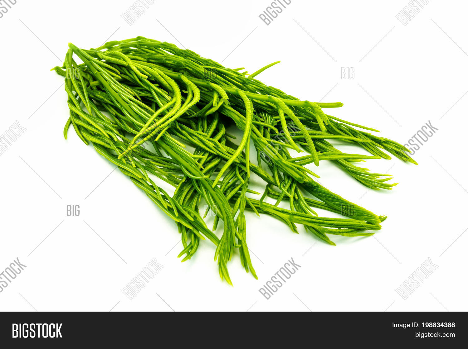 Cha Om Leaves Green Image & Photo (Free Trial) | Bigstock