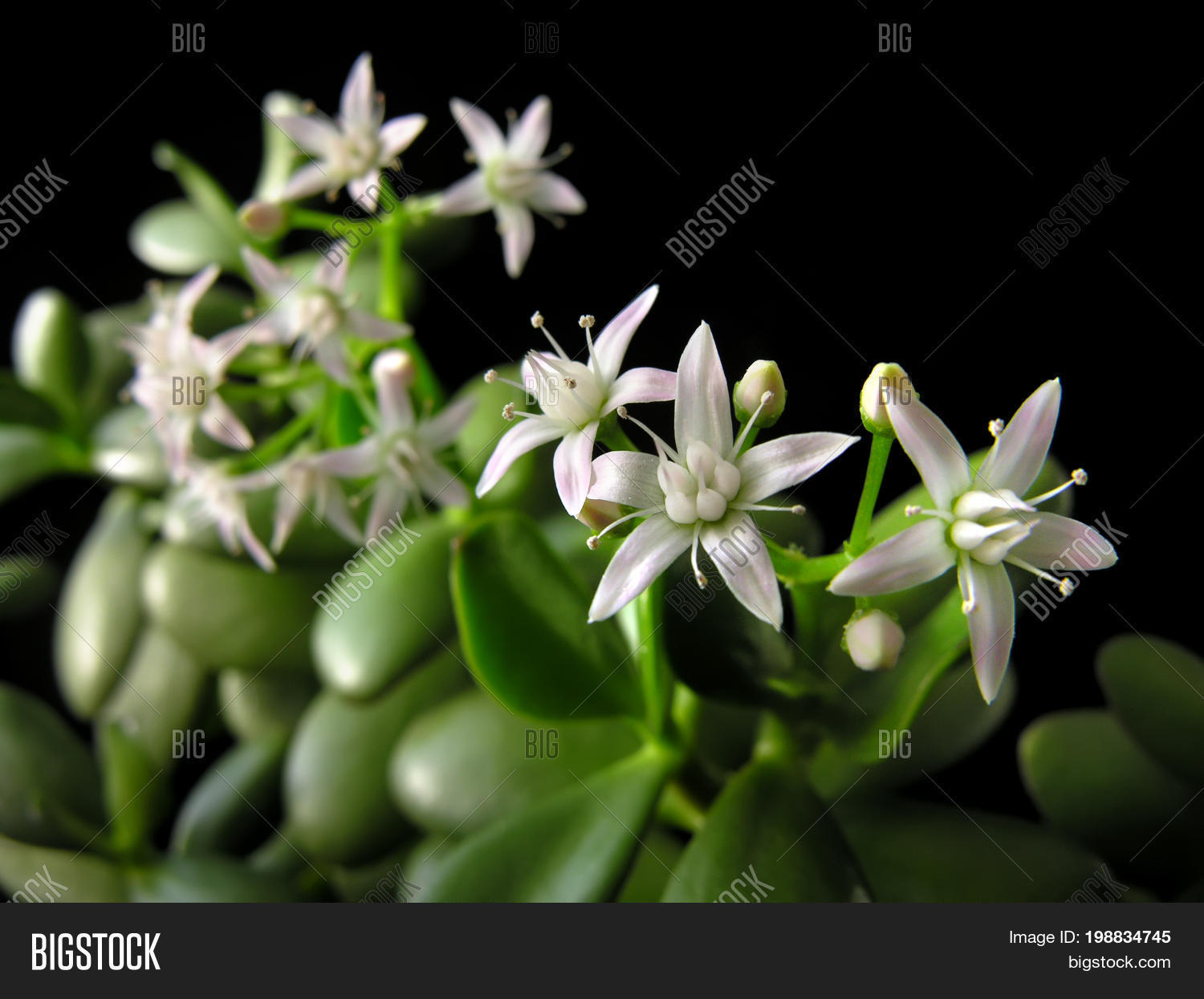 Crassula Ovata Flowers Image & Photo (Free Trial) | Bigstock