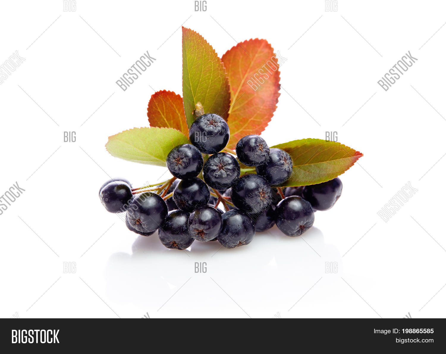Fresh Aronia Berries Image & Photo (Free Trial) | Bigstock