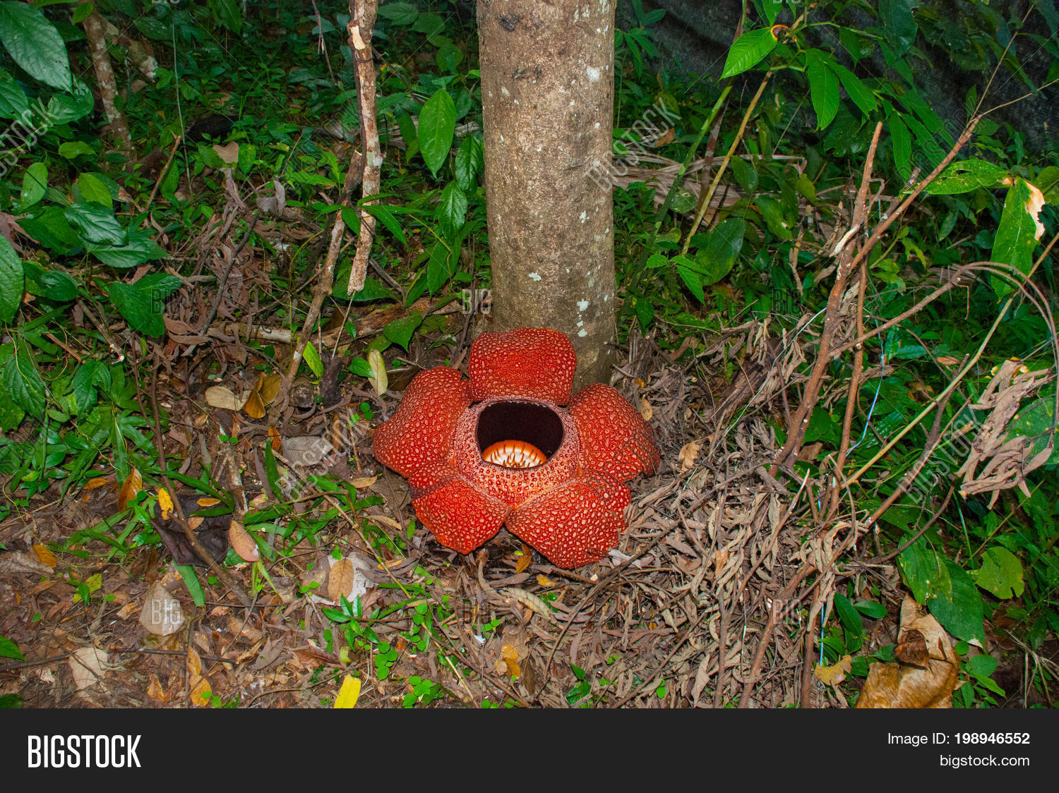Rafflesia, Biggest Image & Photo (Free Trial) | Bigstock