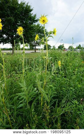 Compass Plants ( Image & Photo (Free Trial) | Bigstock