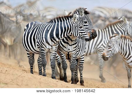 Zebras Big Herd During Image & Photo (Free Trial) | Bigstock