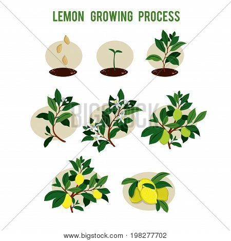 Plant Seed Vector & Photo (Free Trial) | Bigstock