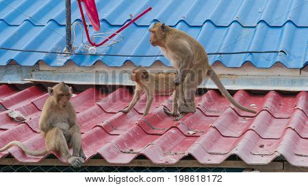 Two Monkeys Having Sex Image & Photo (Free Trial) | Bigstock