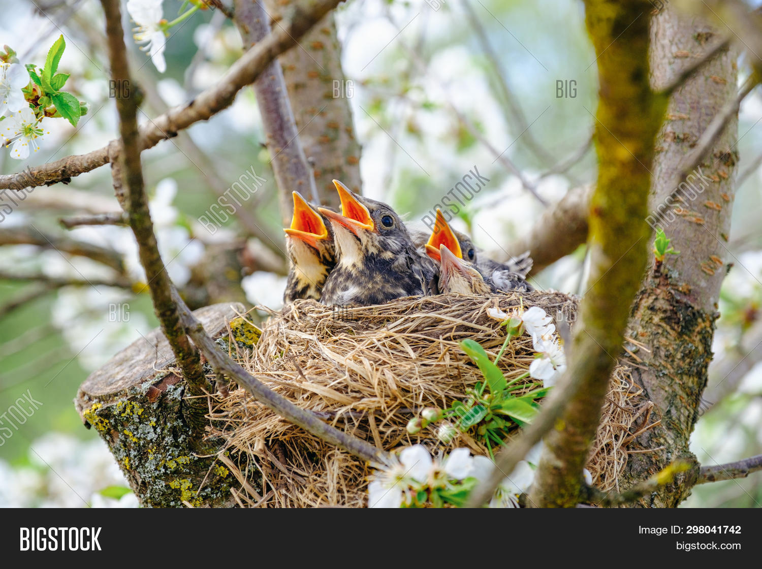 Nestling Birds Sitting Image & Photo (Free Trial) | Bigstock
