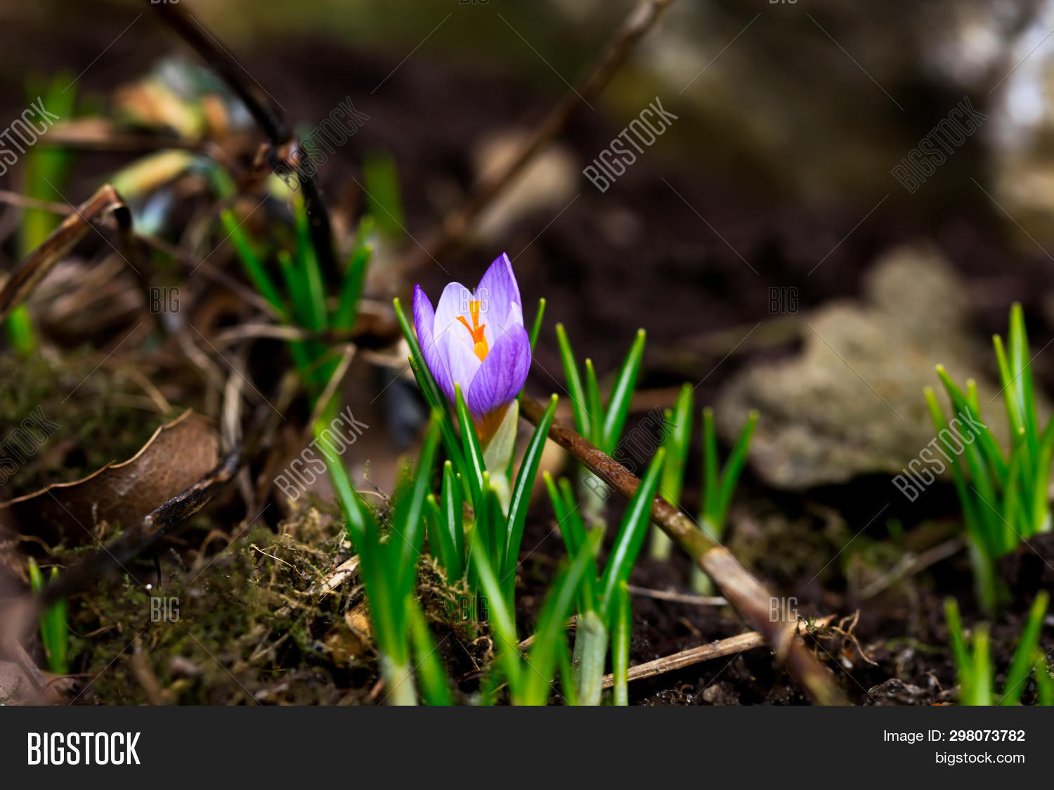 Crocus (plural: Image & Photo (Free Trial) | Bigstock
