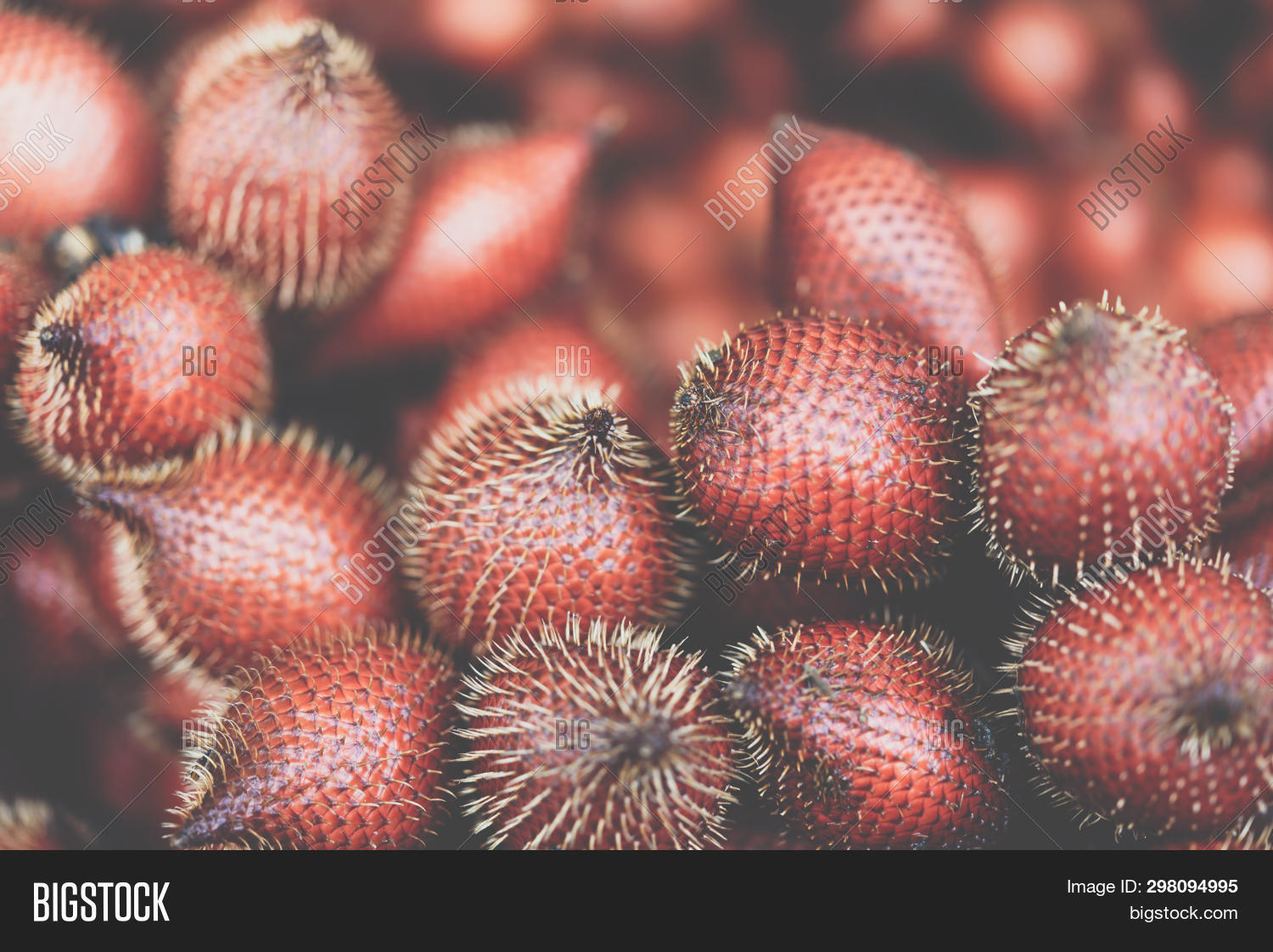 Salacca Wallichiana Image & Photo (Free Trial) | Bigstock