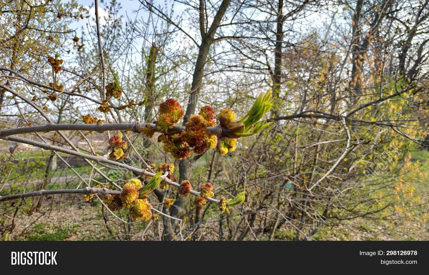 Spring. Buds On Tree. Image & Photo (Free Trial) | Bigstock
