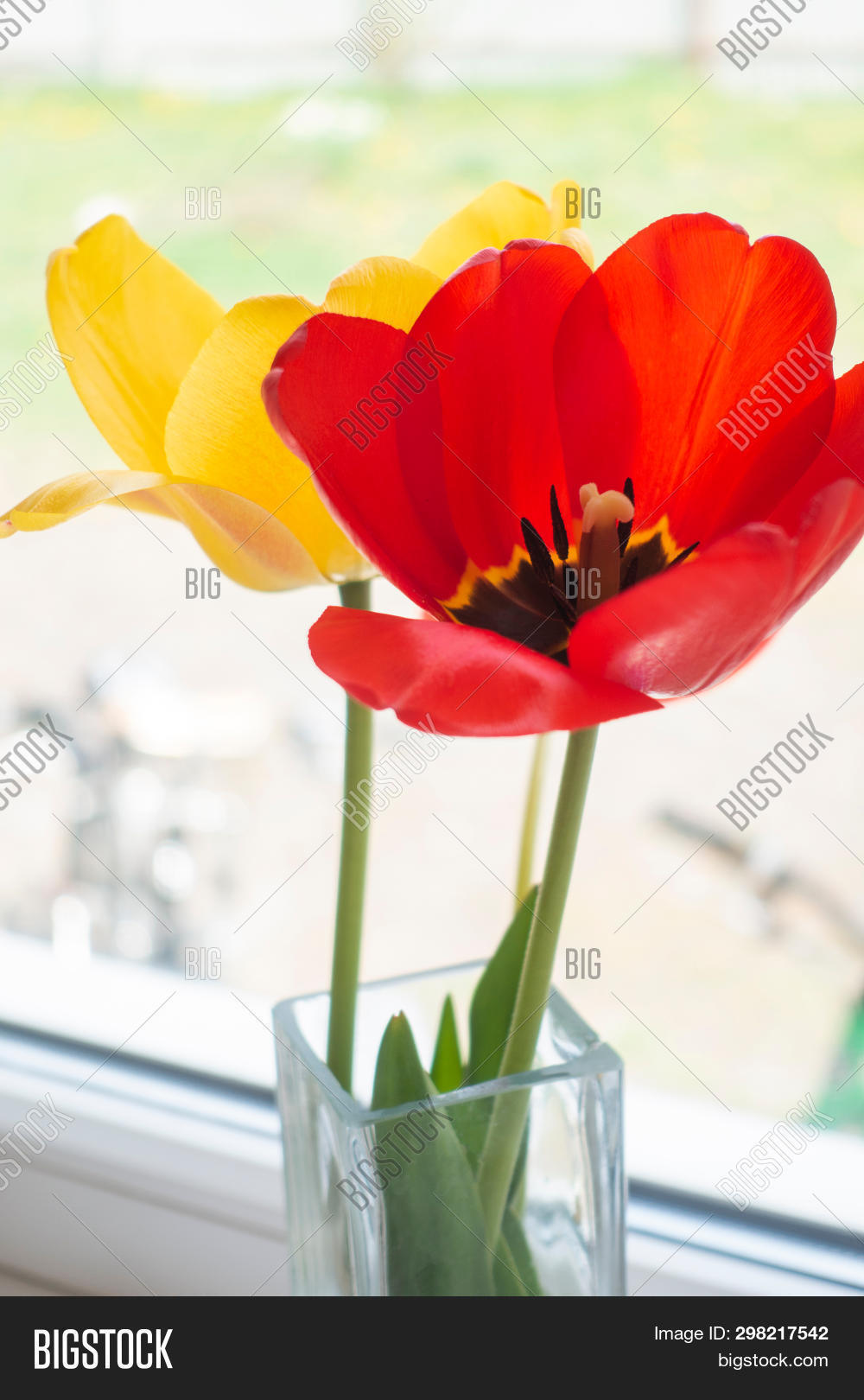 Two Different Color Image & Photo (Free Trial) | Bigstock