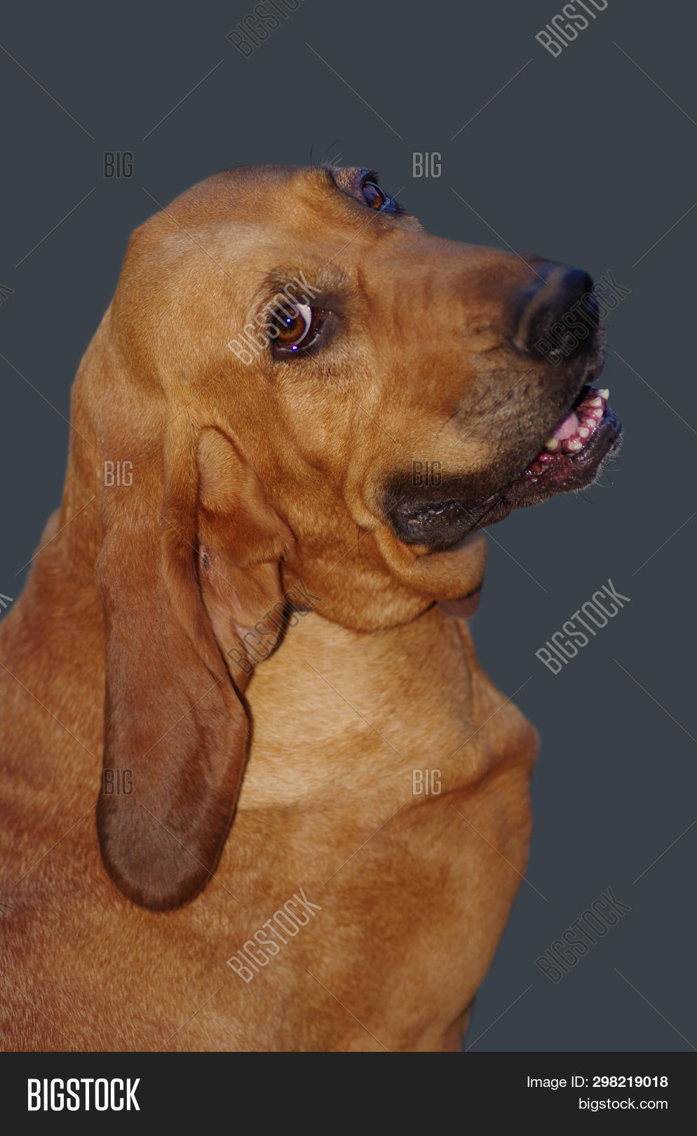Bloodhound Looking Image & Photo (Free Trial) | Bigstock
