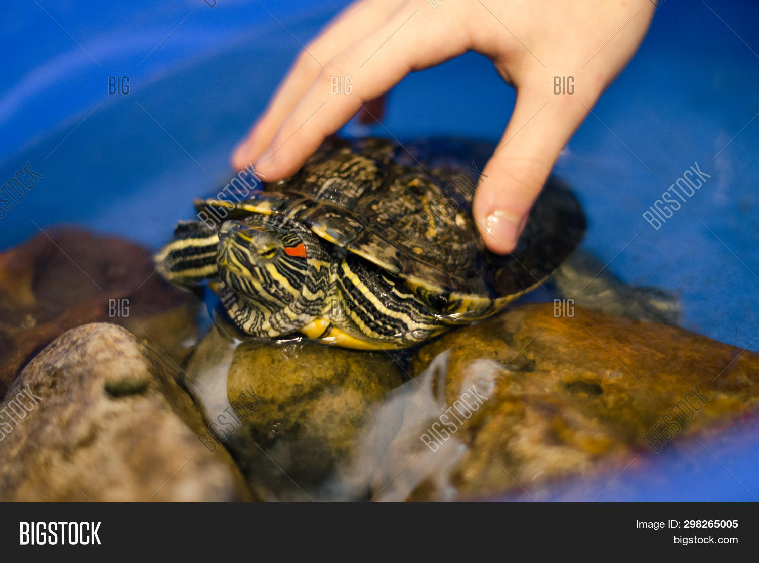 Turtle Swimming Water Image & Photo (Free Trial) | Bigstock