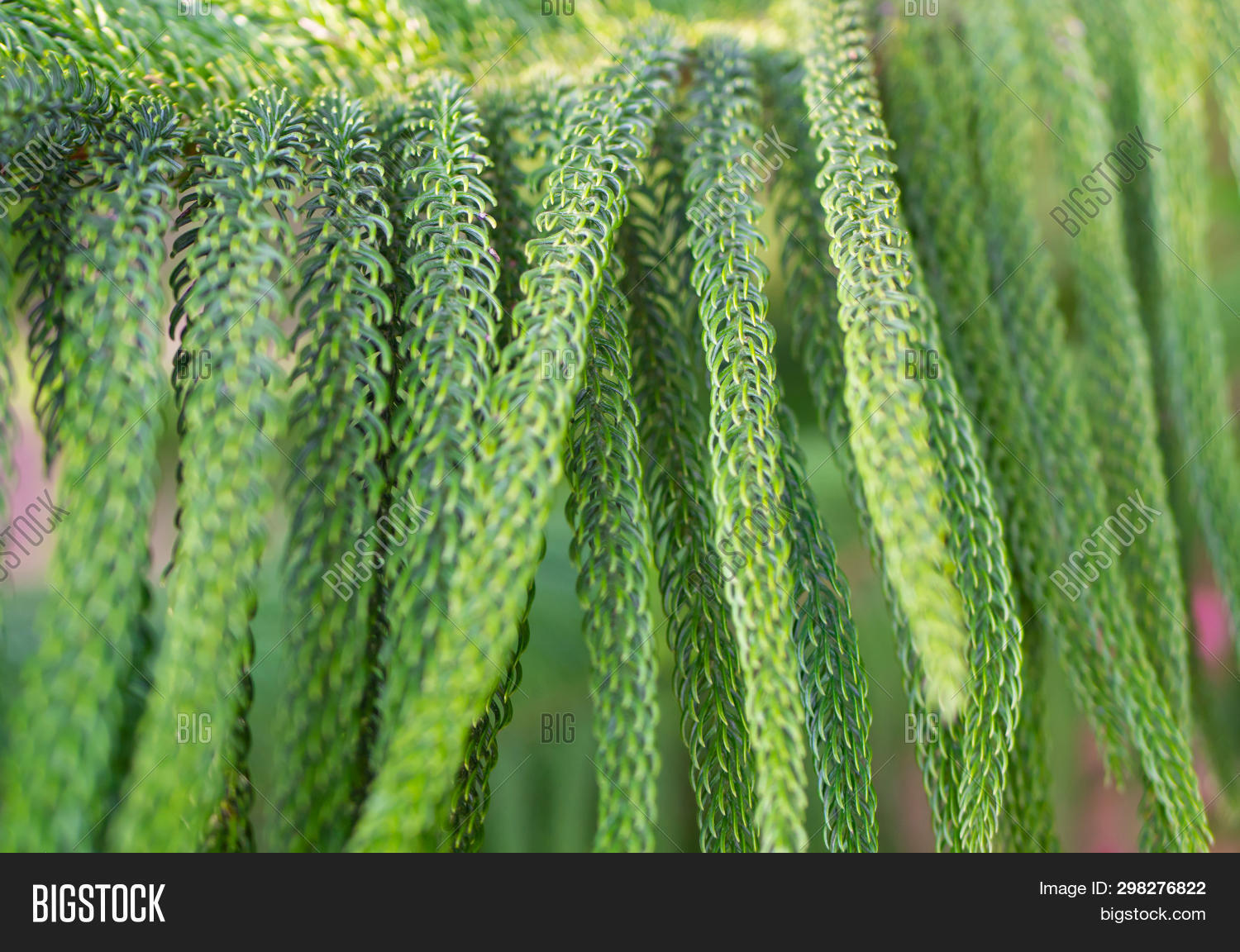 Araucaria Heterophylla Image & Photo (Free Trial) | Bigstock