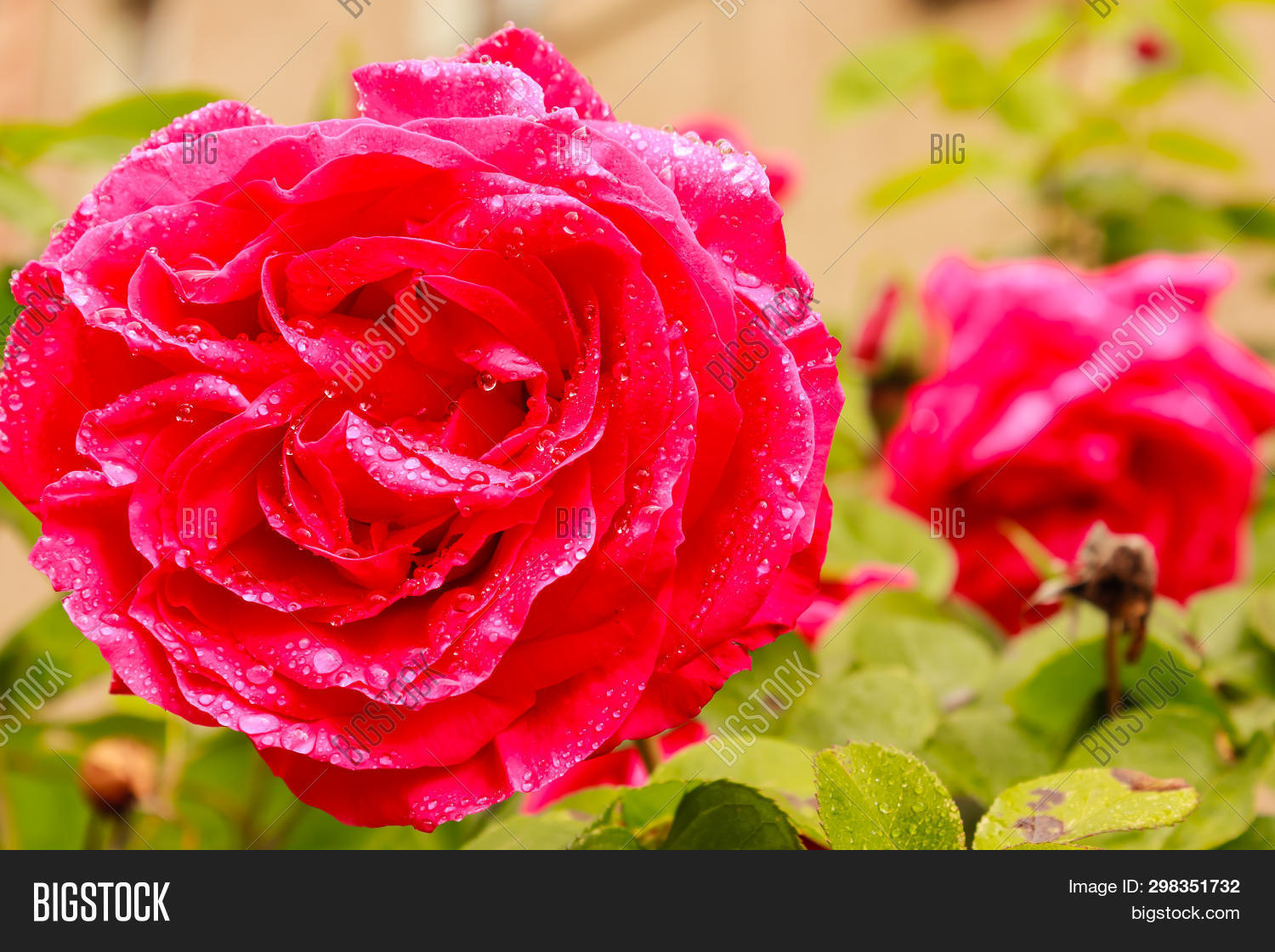 Wet Rose After Rain / Image & Photo (Free Trial) | Bigstock