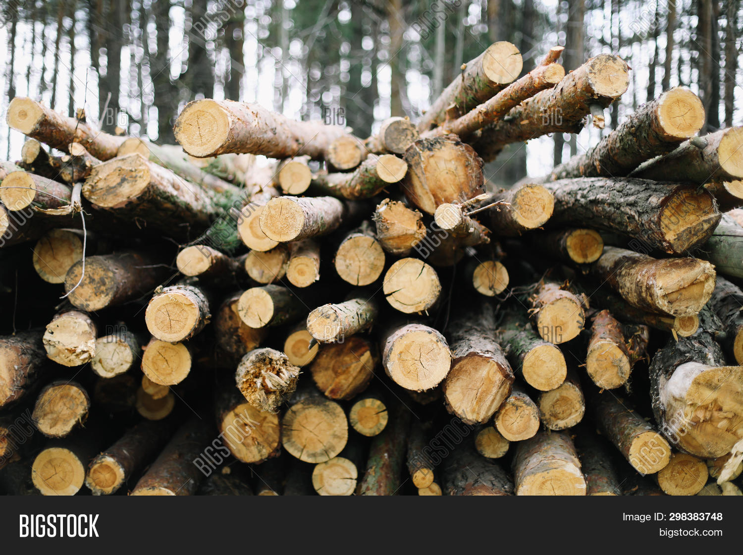 Wooden Natural Cut Image & Photo (Free Trial) | Bigstock