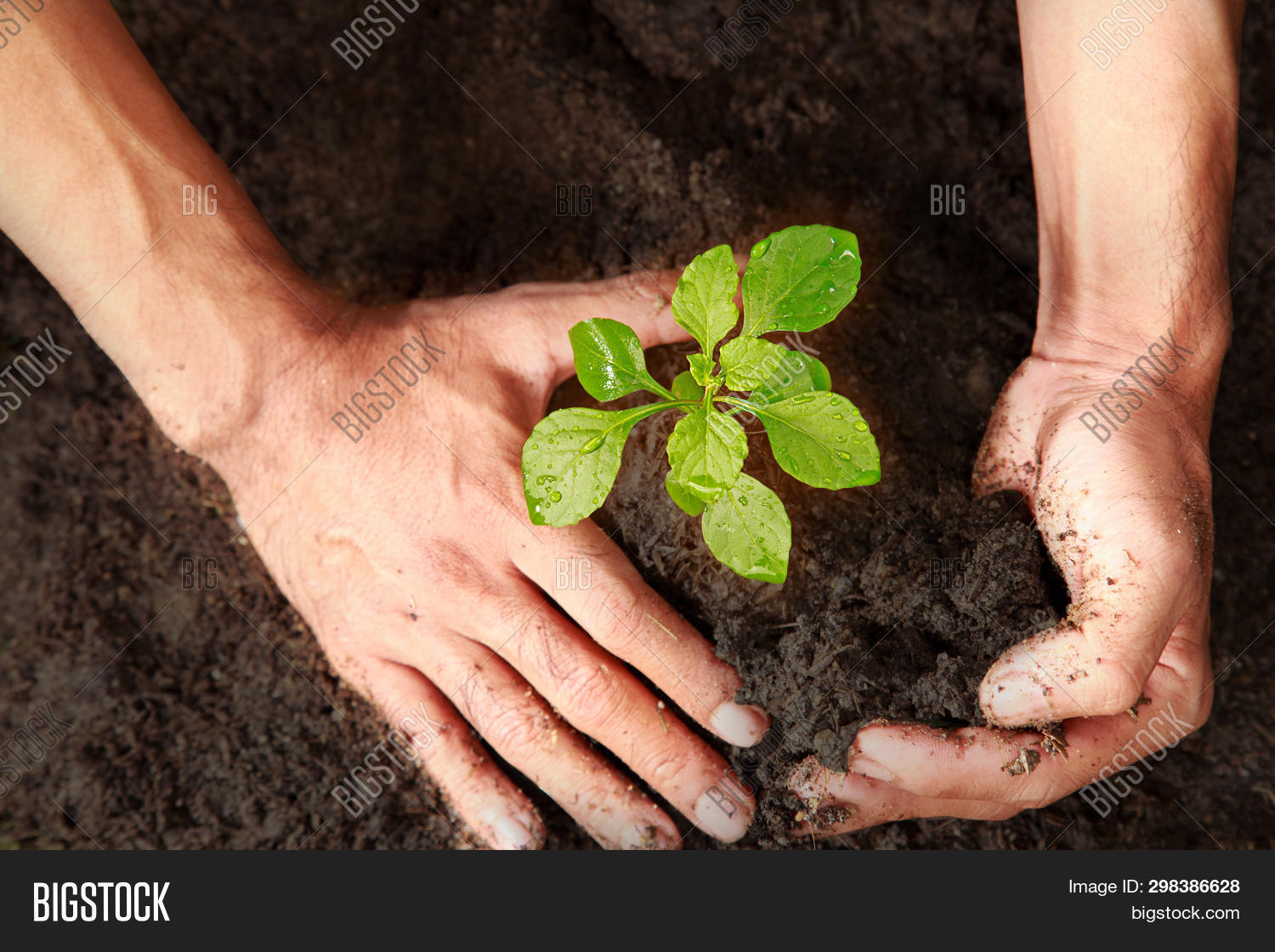 Hands Planting Green Image & Photo (Free Trial) | Bigstock