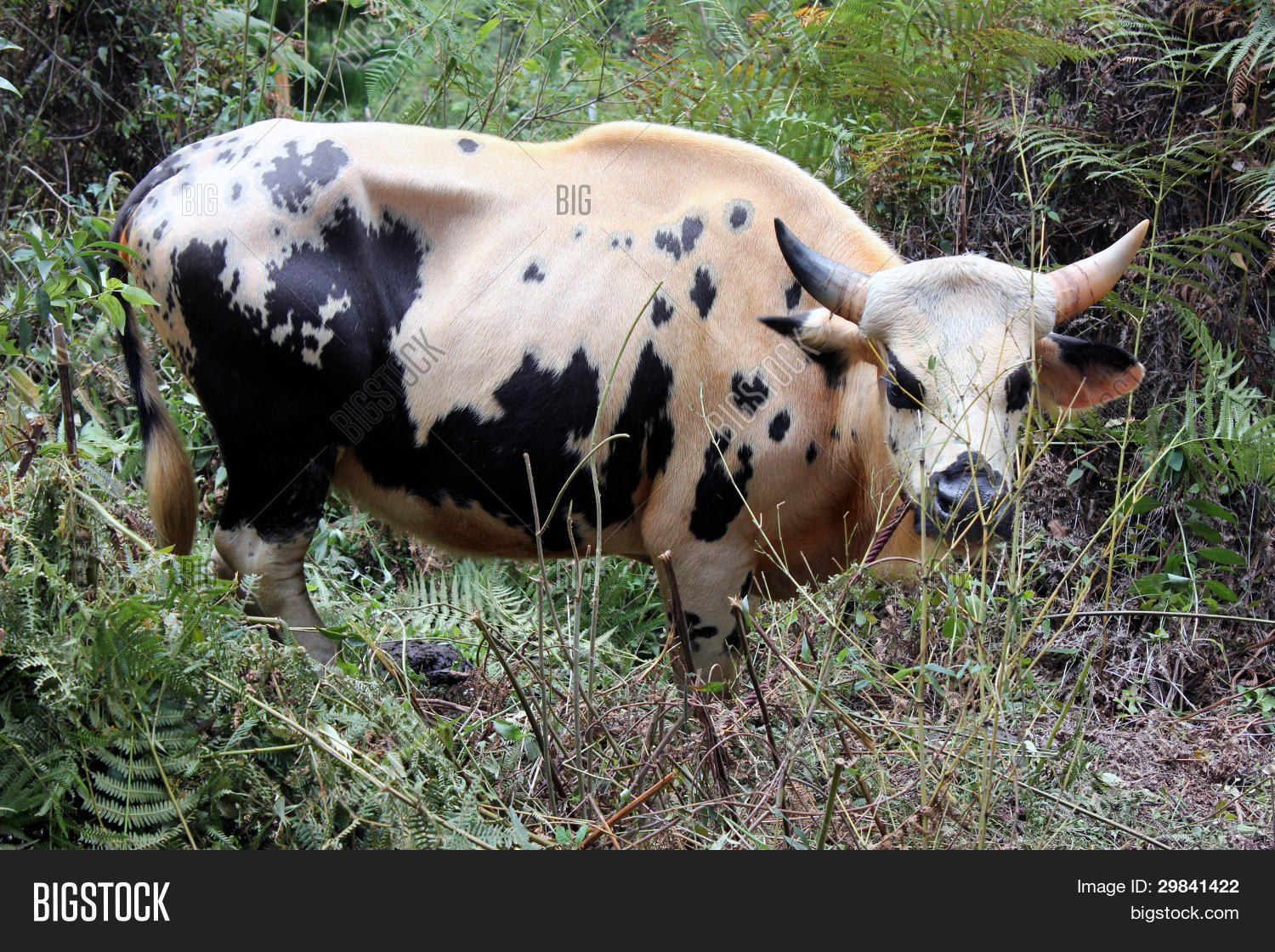 Mithun - Wild Bull Image & Photo (Free Trial) | Bigstock