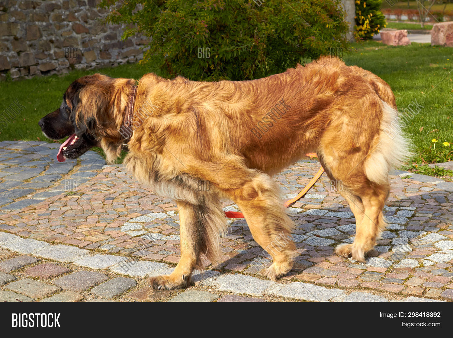 Leonberger. Dog Breed Image & Photo (Free Trial) | Bigstock