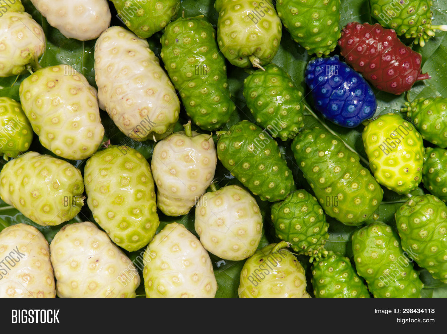 Noni Indian Mulberry Image & Photo (Free Trial) | Bigstock