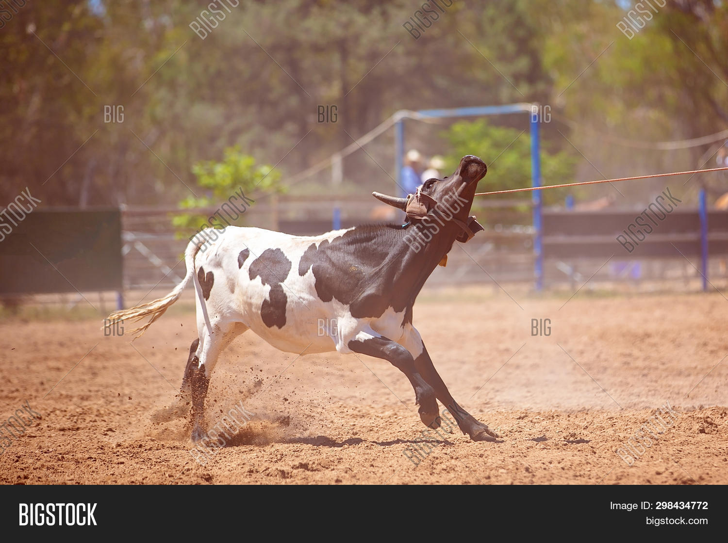 Animal Being Lassoed Image & Photo (Free Trial) | Bigstock