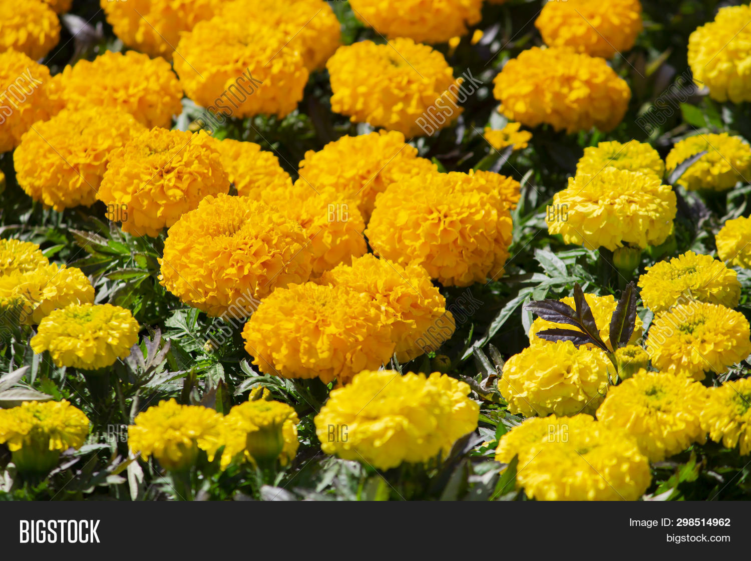 Yellow Flower. Flower Image & Photo (Free Trial) | Bigstock