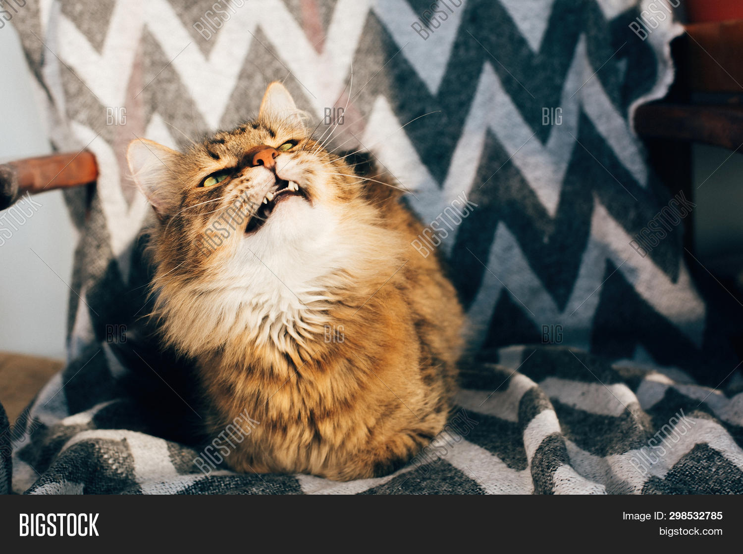 Cute Tabby Cat Sitting Image & Photo (Free Trial) | Bigstock