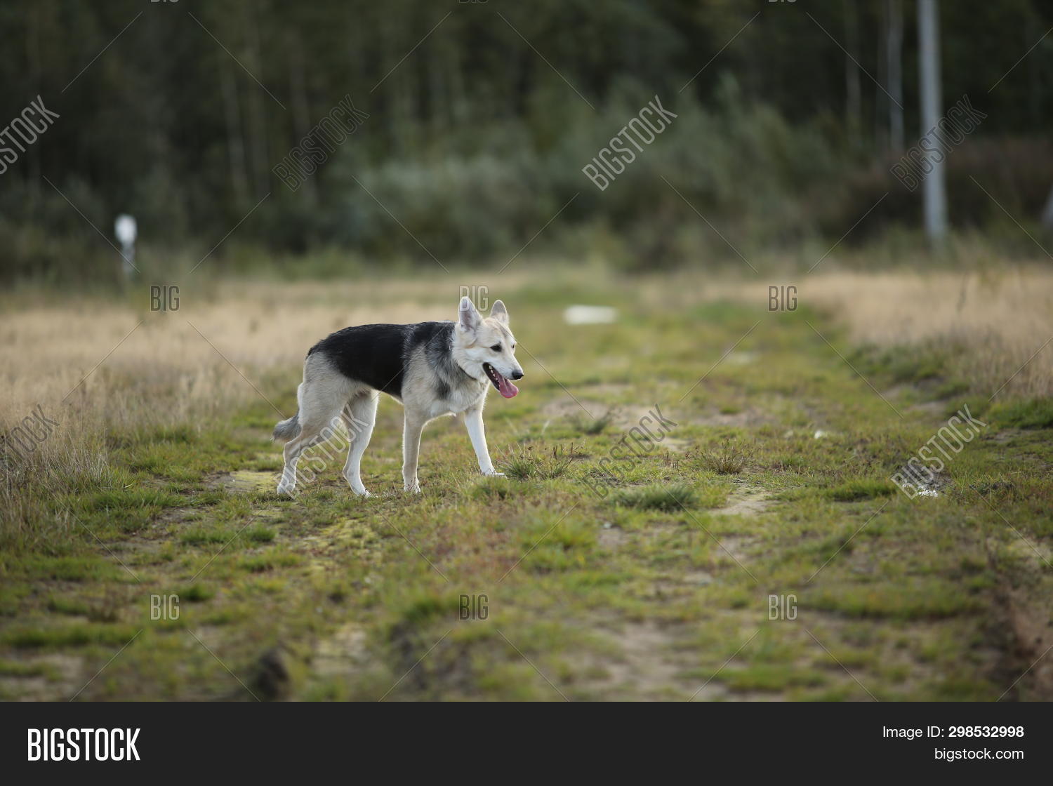 Front View Husky Dog Image & Photo (Free Trial) | Bigstock