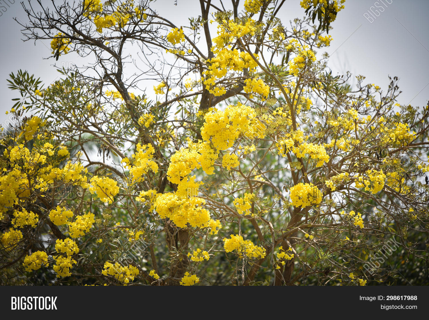 Yellow Flowers Tree Image & Photo (Free Trial) | Bigstock