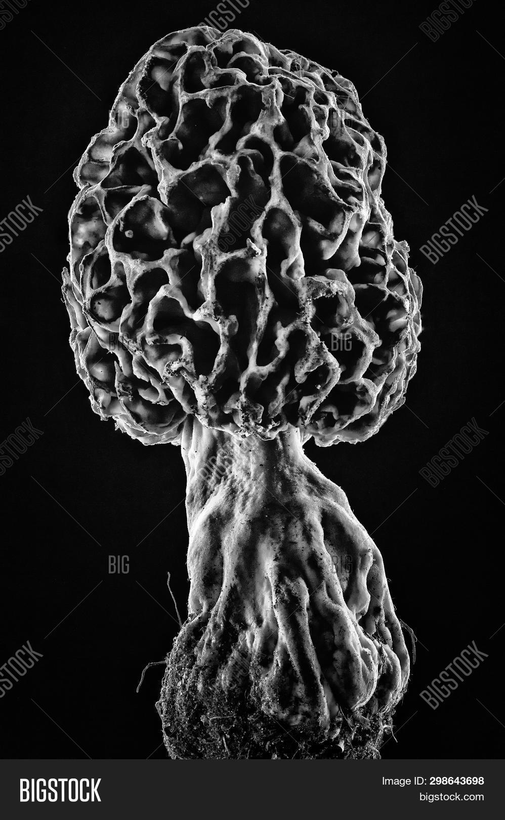 Morel Mushroom Image & Photo (Free Trial) | Bigstock