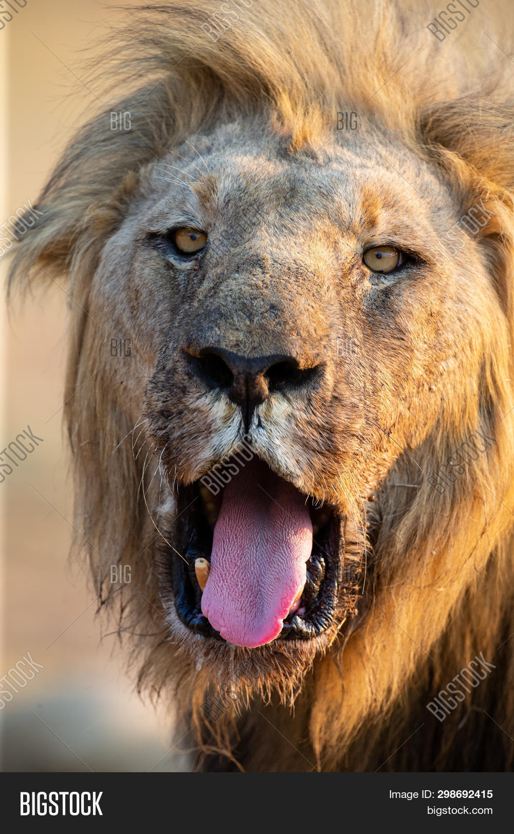 Lion Male Huge Mane Image & Photo (Free Trial) | Bigstock