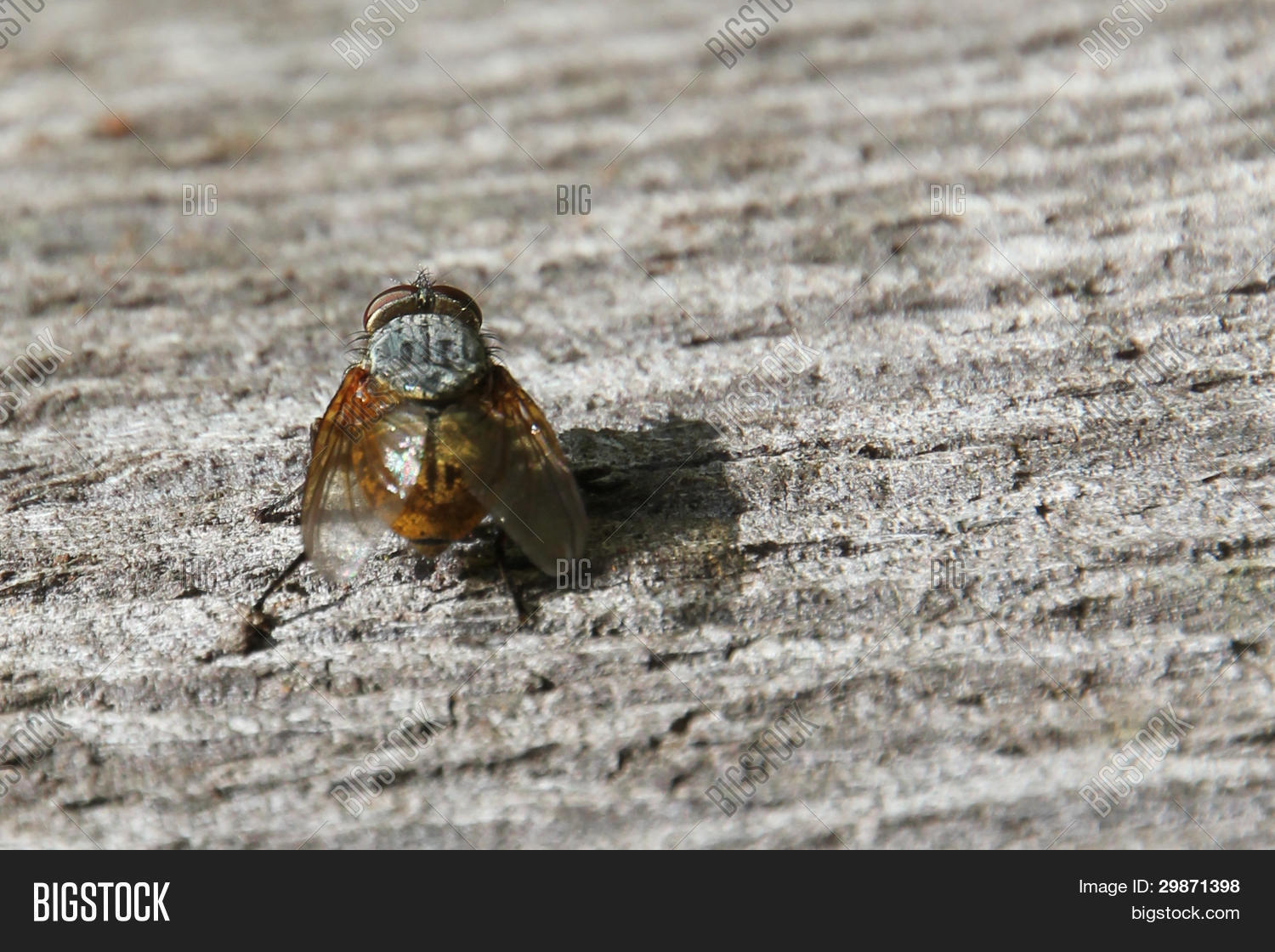 Fly Take Off Image & Photo (Free Trial) | Bigstock
