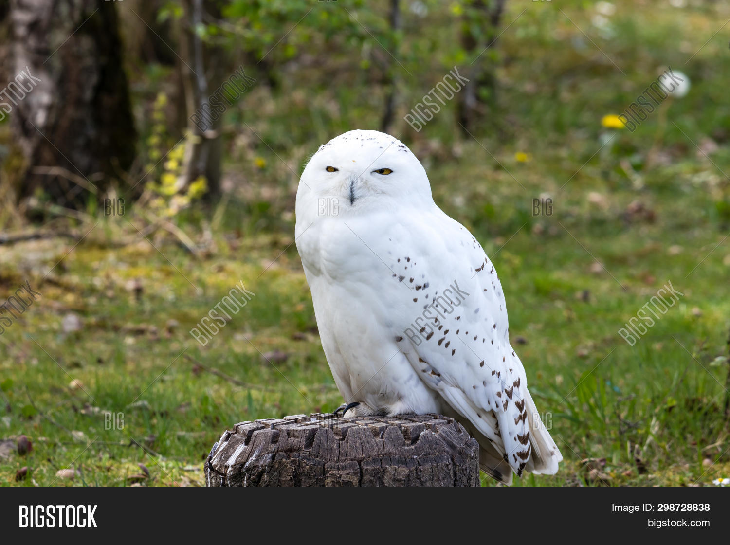 Beautiful Standing Image & Photo (Free Trial) | Bigstock