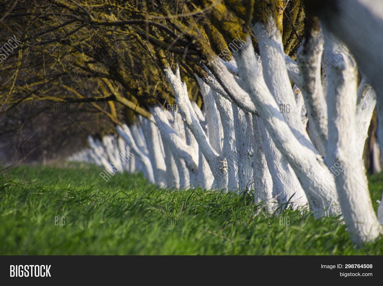 Whitewashed Tree Image & Photo (Free Trial) | Bigstock