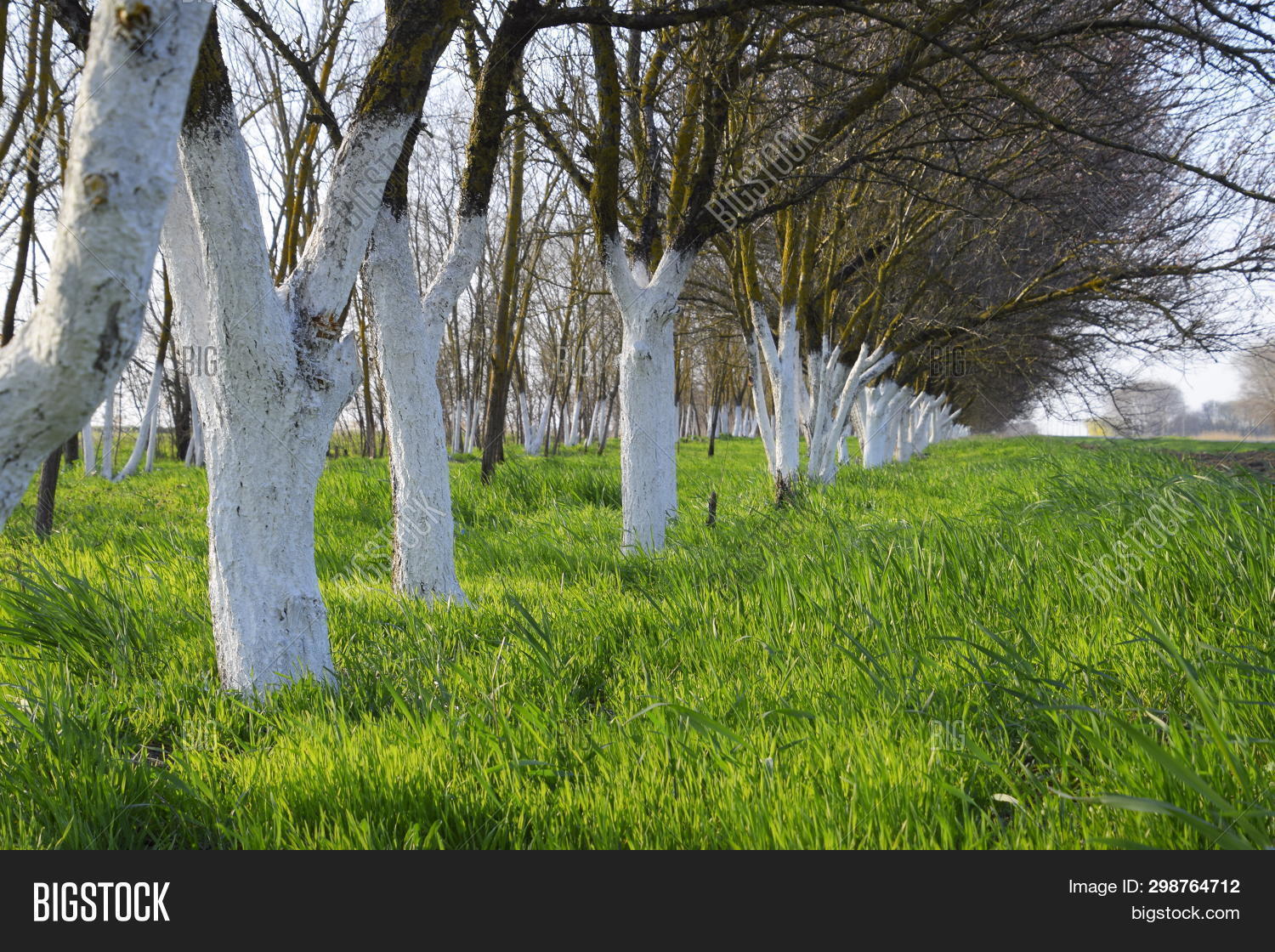 Whitewashed Tree Image & Photo (Free Trial) | Bigstock
