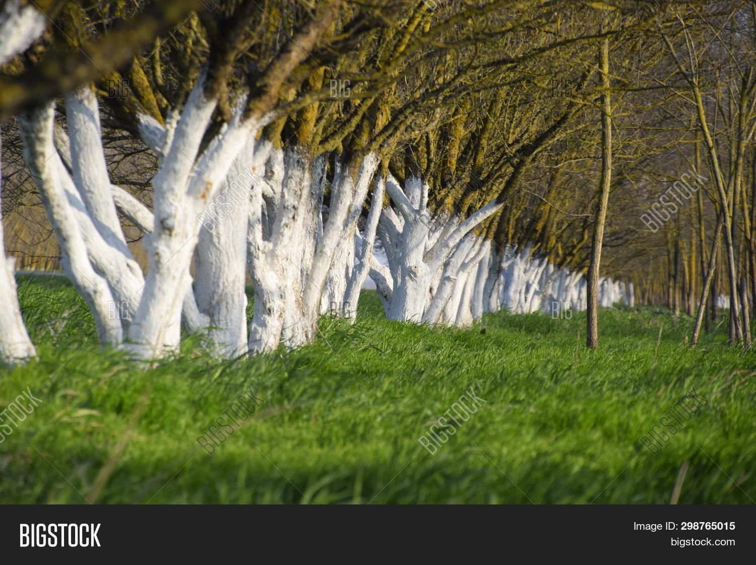 Whitewashed Tree Image & Photo (Free Trial) | Bigstock