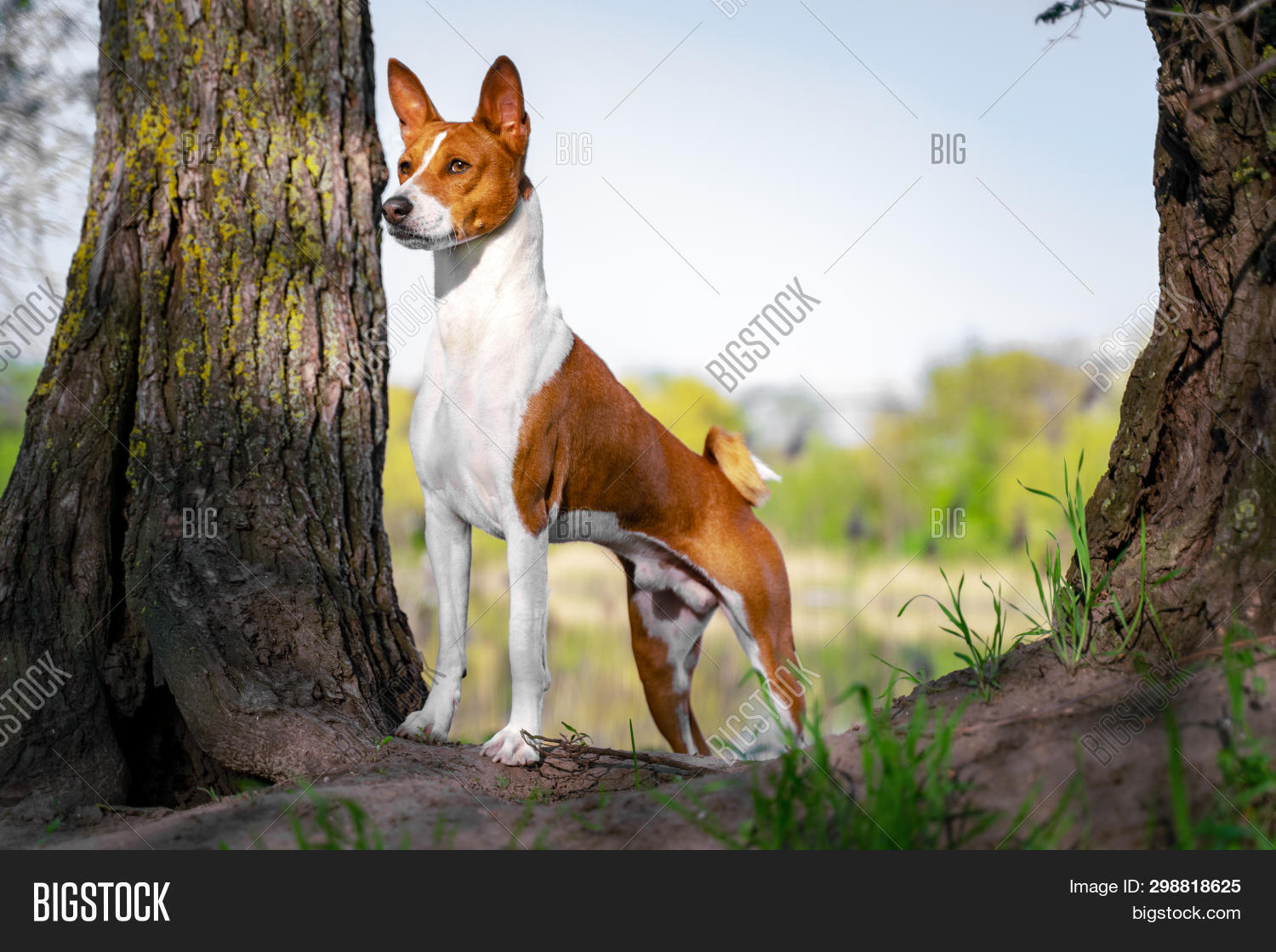 Portrait Red Basenji Image & Photo (Free Trial) | Bigstock