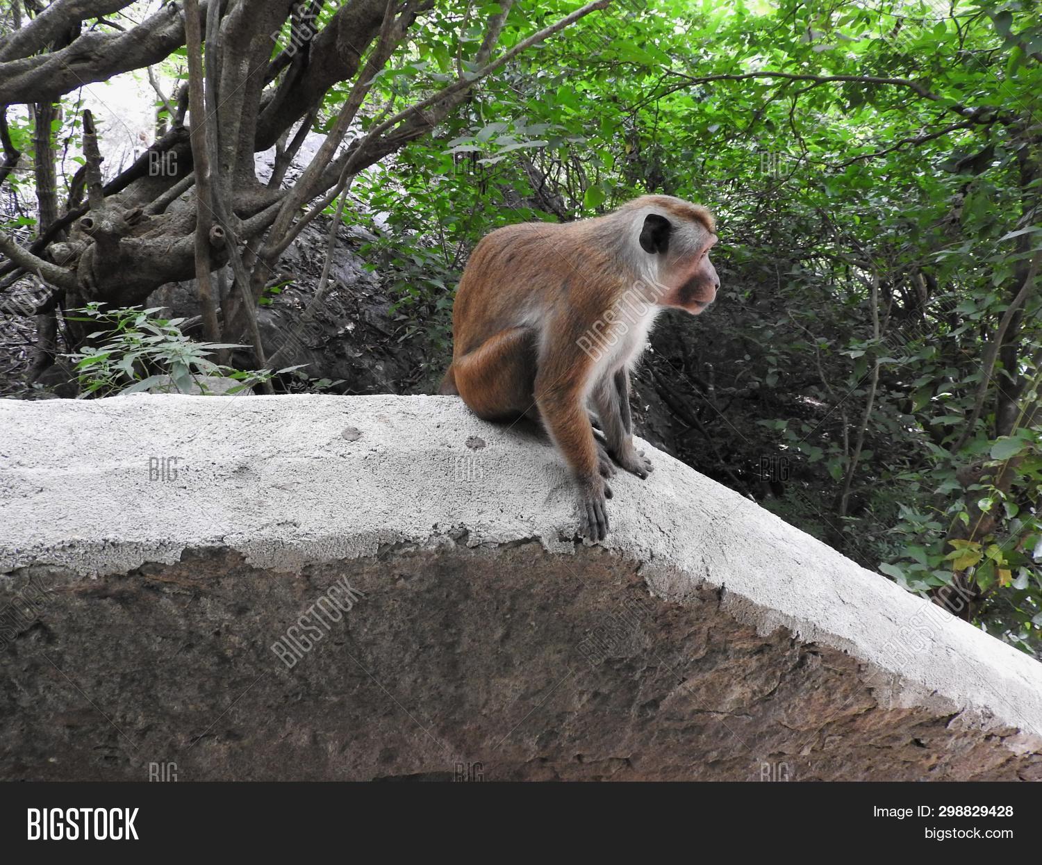 Monkey Enjoying Day Image & Photo (Free Trial) | Bigstock