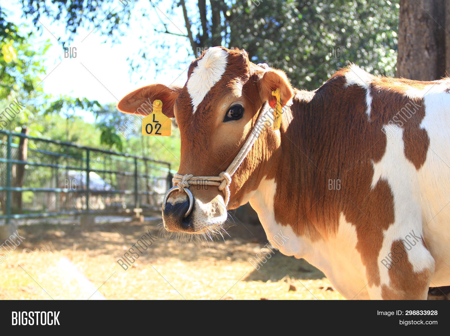 Cows Live Stall Farm. Image & Photo (Free Trial) | Bigstock