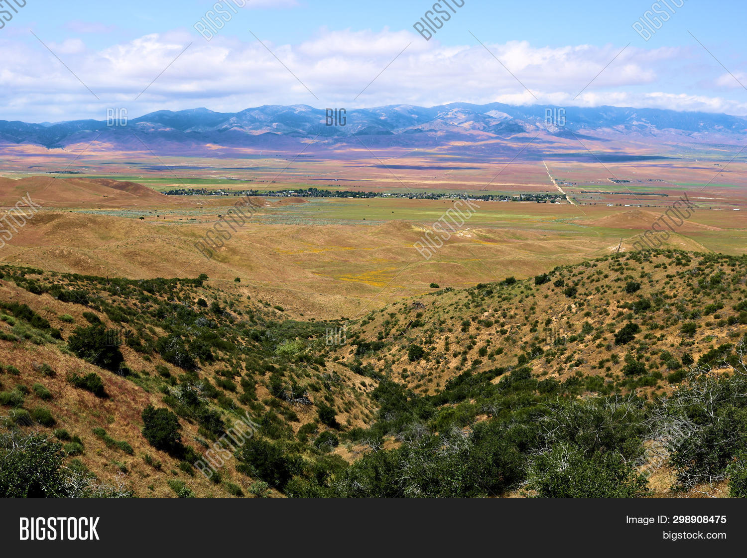 Chaparral Plants On Image & Photo (Free Trial) | Bigstock